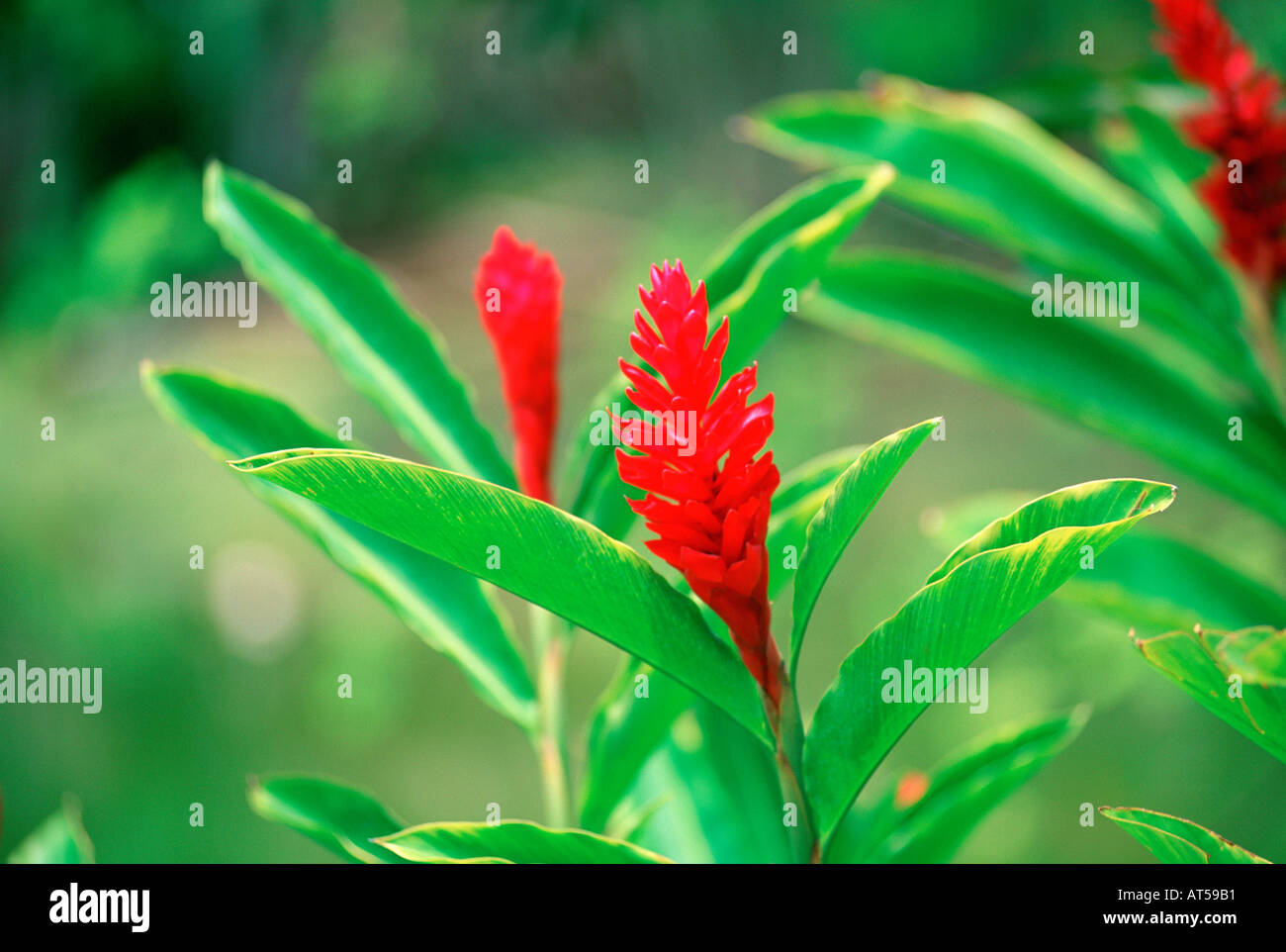 Red ginger flower kauai hi-res stock photography and images - Alamy