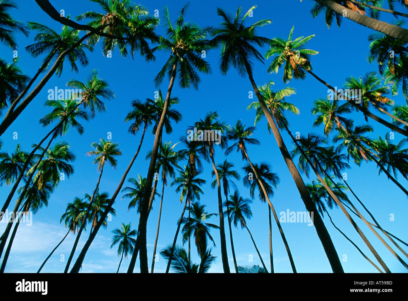 Coconut tree grove kauai hawaii hi-res stock photography and images - Alamy
