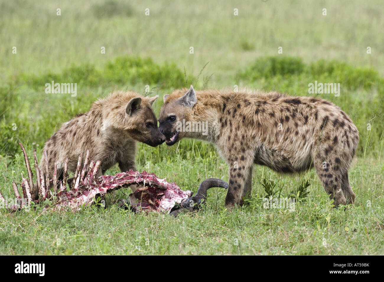 zoology / animals, mammal / mammalian, hyenas, spotted hyena, (Crocuta ...