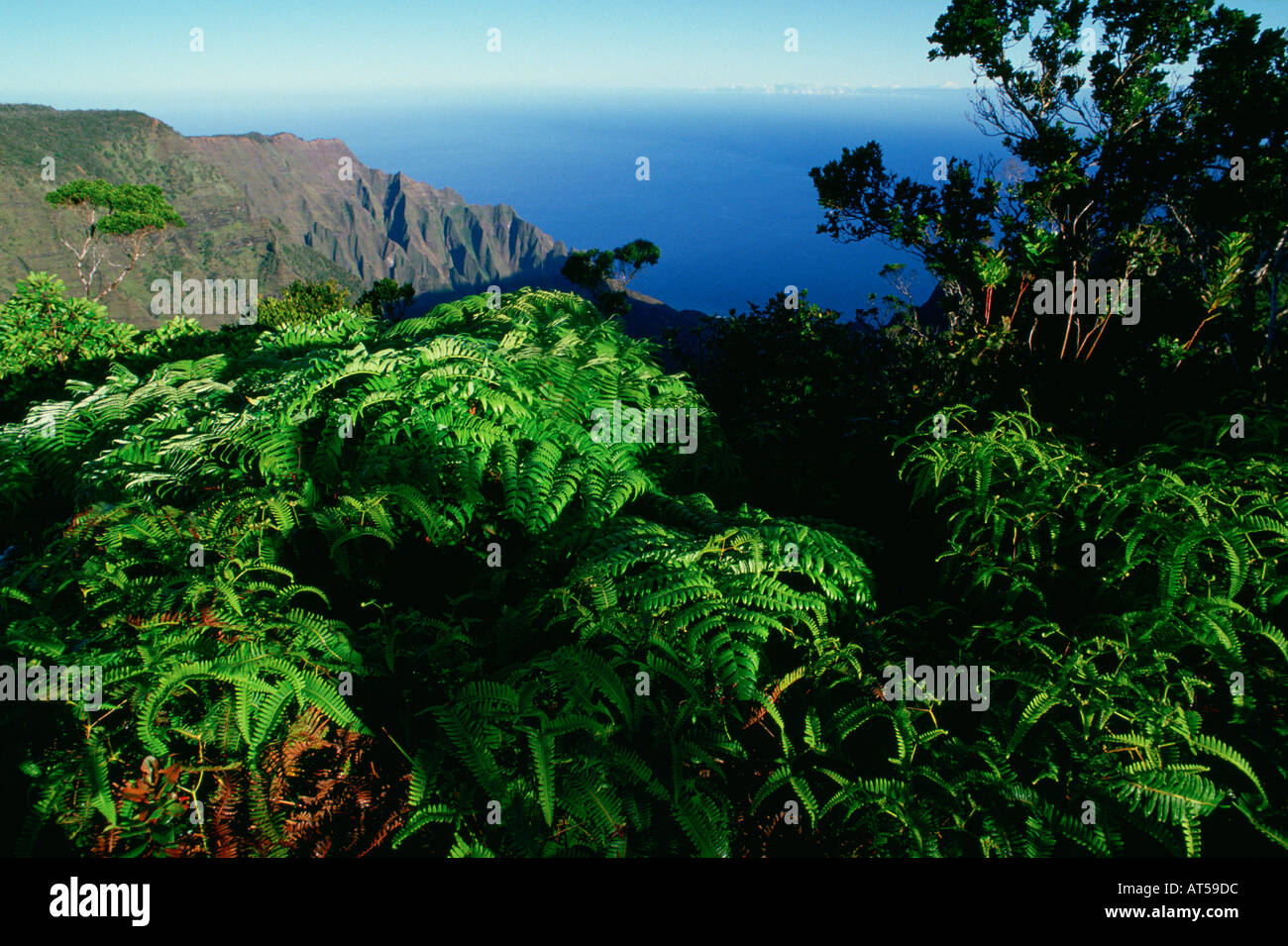 Kokee State Park Kauai Hawaii Stock Photo - Alamy