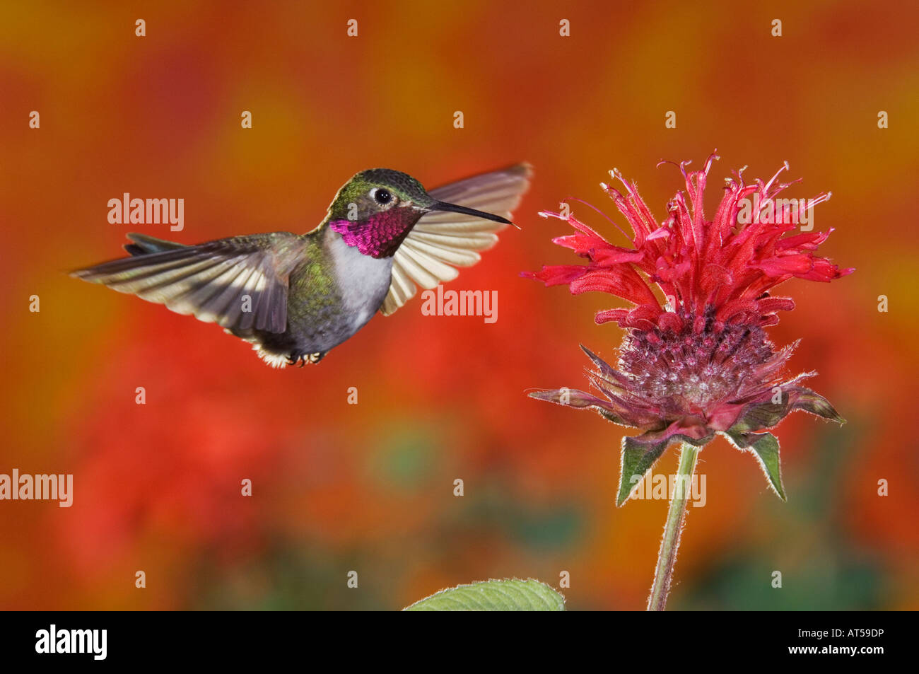 Broad-tailed Hummingbird Selasphorus platycercus male in flight feeding ...