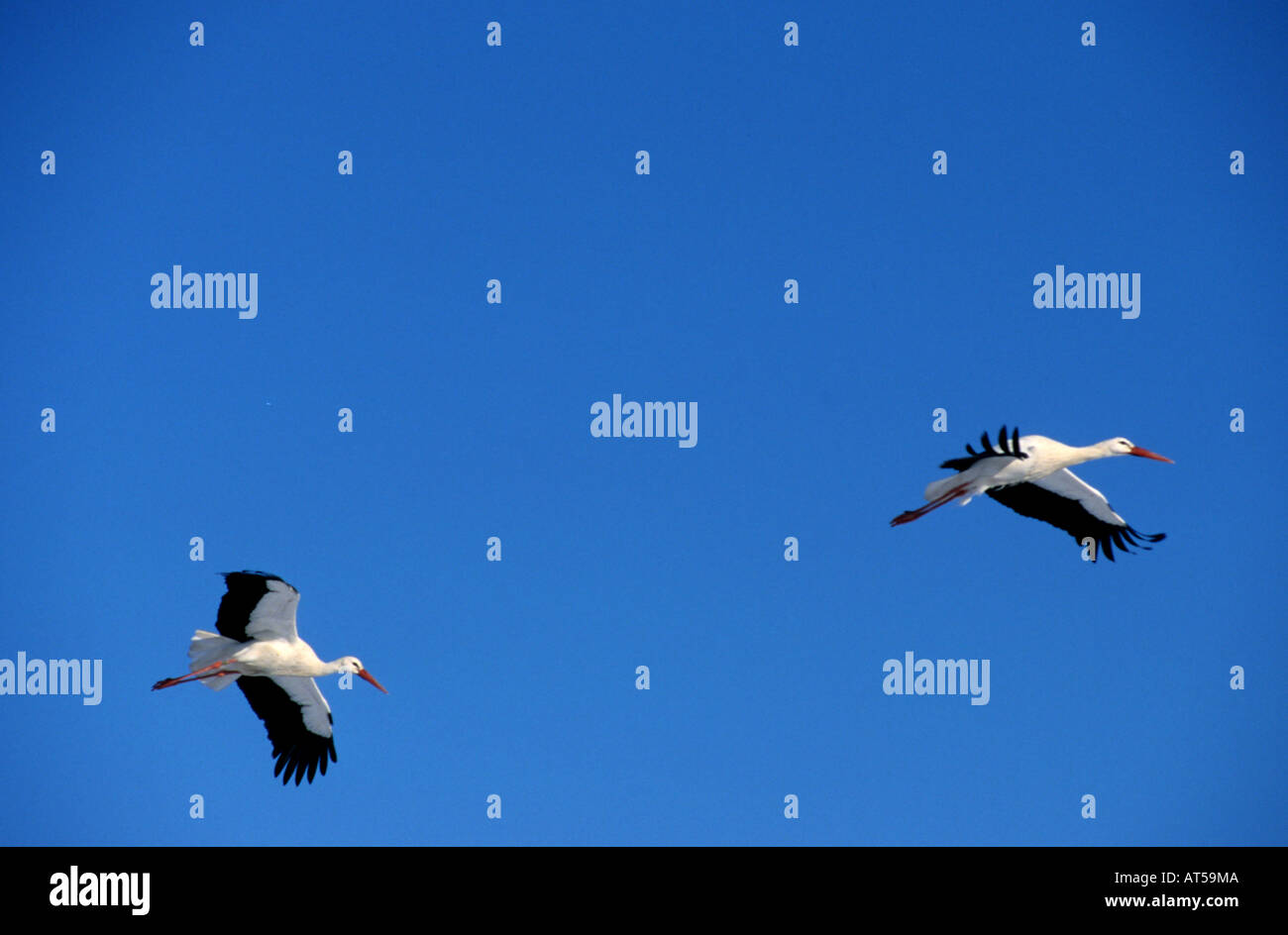 stork storks bird birds Netherlands Holland Dutch Friesland Fryslan ...