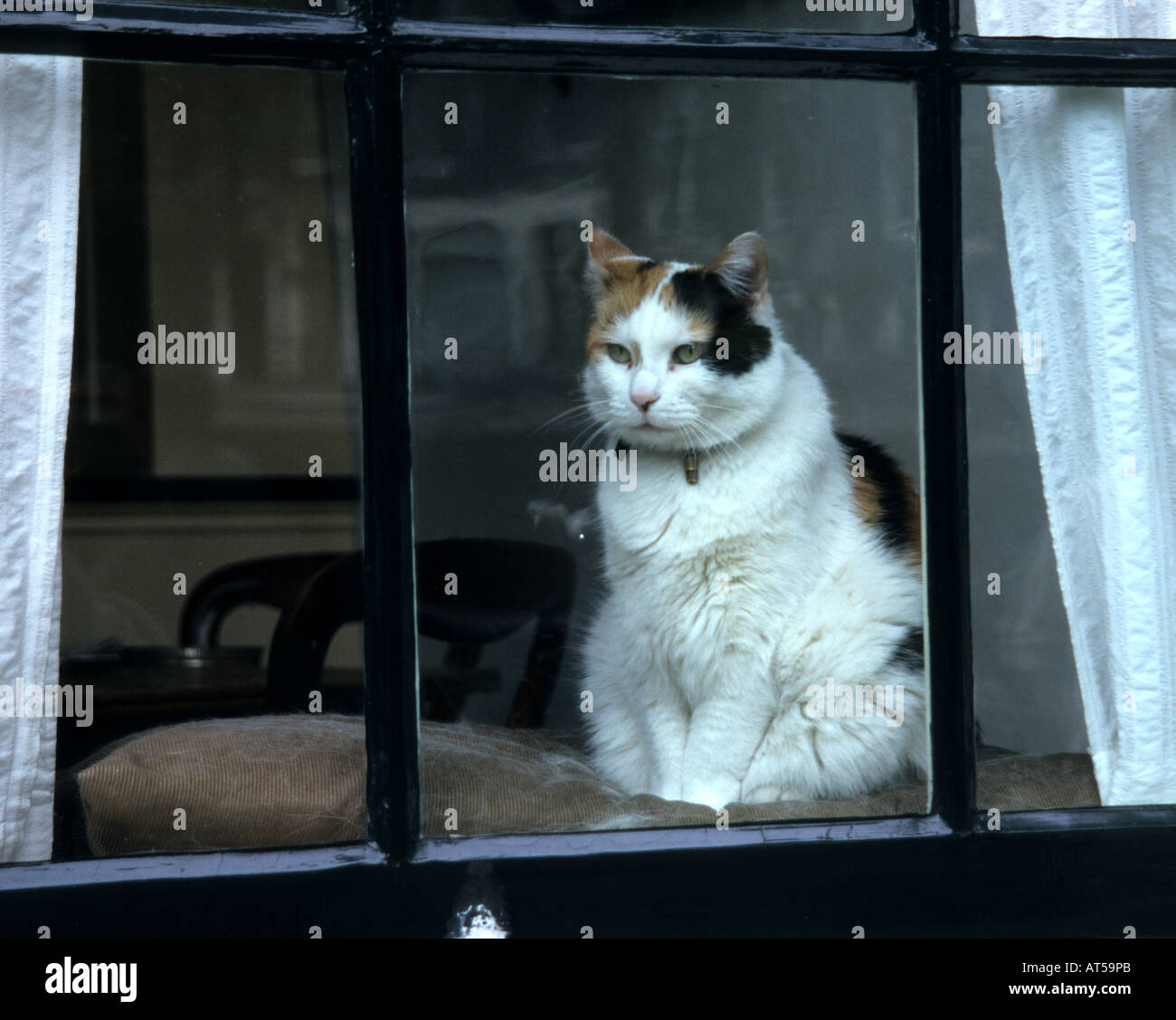 Cat window amsterdam animal hi-res stock photography and images - Alamy