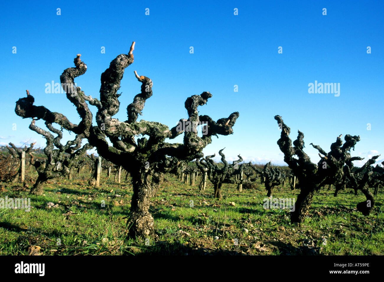 Ardeche France French wine Grapes Viticulture Stock Photo - Alamy