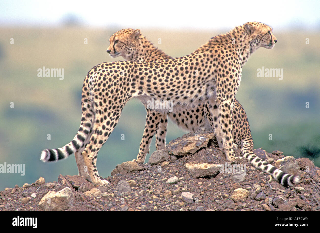 Two subadult Cheetahs on a lookout mound Nairobi National Park Kenya ...