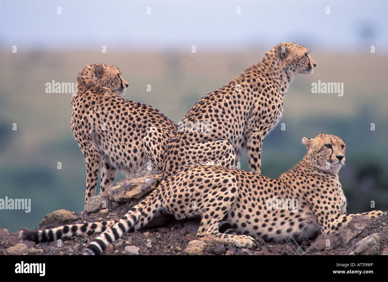 Three sub adult Cheetahs on look out mound Nairobi National Park Kenya ...