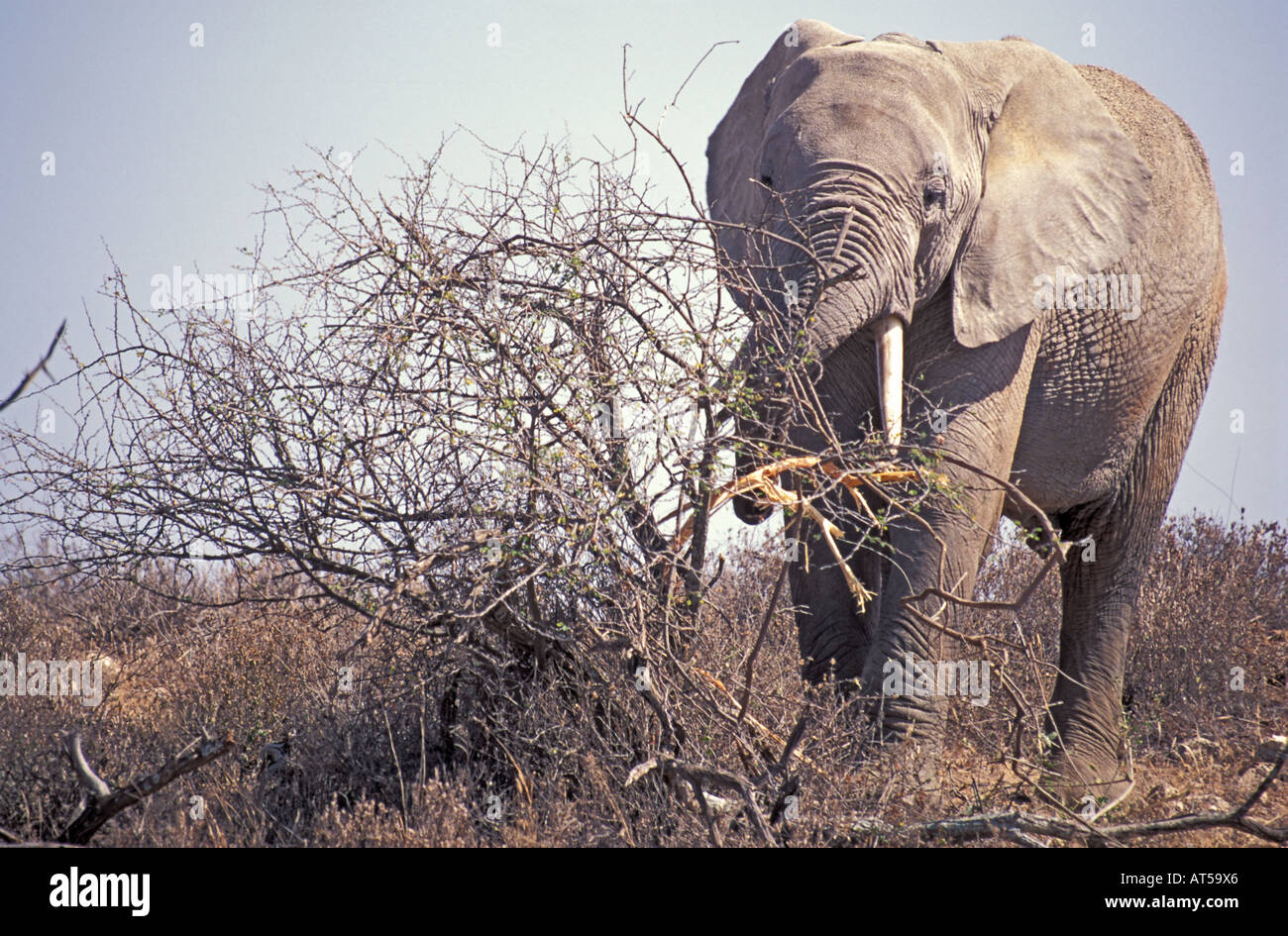 Adult female Elephant breaking down Acacia bushes to eat Amboseli ...