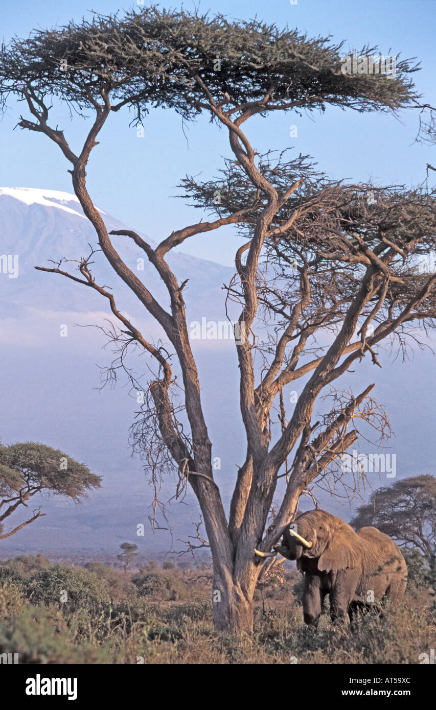 Elephant pushing tree hi-res stock photography and images - Alamy