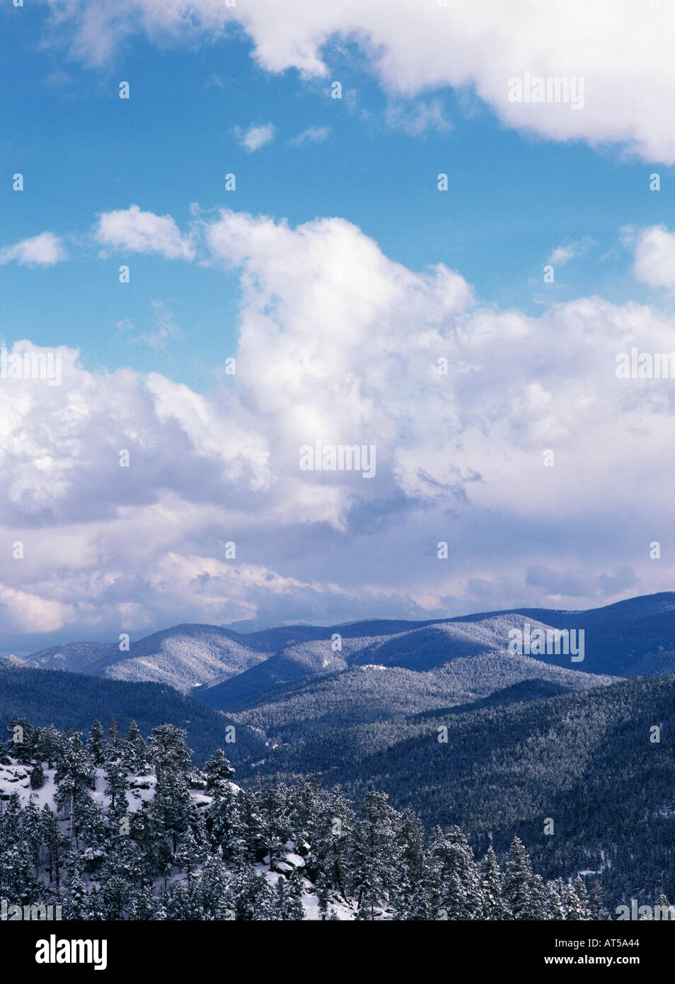 Rocky Mountain National Forest Pine Trees of Colorado 1996 Stock Photo ...