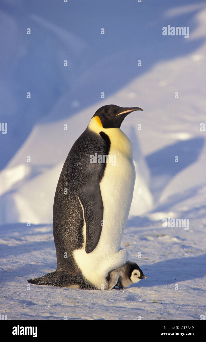 zoology / animals, birds, penguins, Emperor Penguin, (Aptenodytes ...