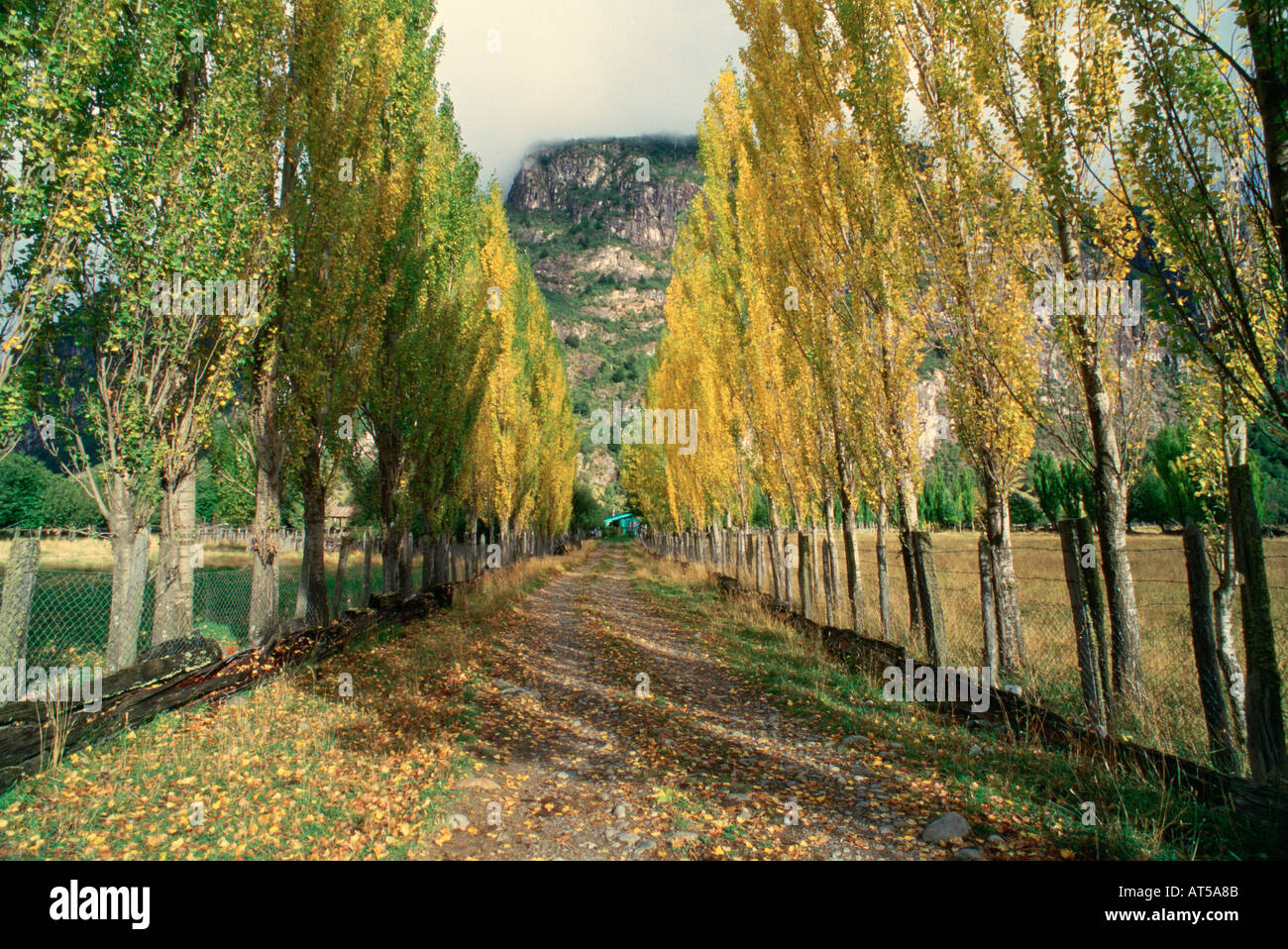 Alamo Trees Aisen Region Chile Stock Photo - Alamy