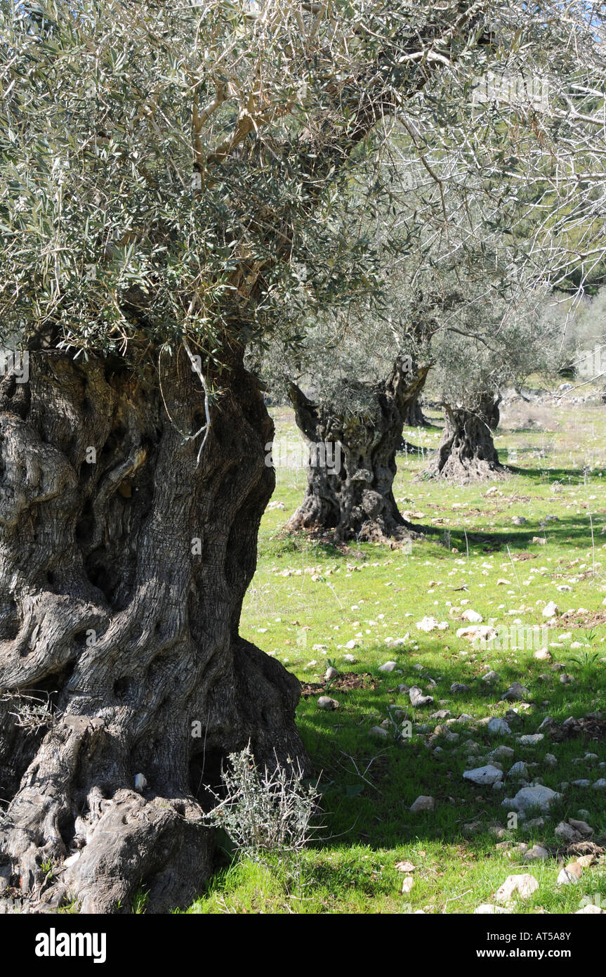 Israel archeology olive hi-res stock photography and images - Alamy