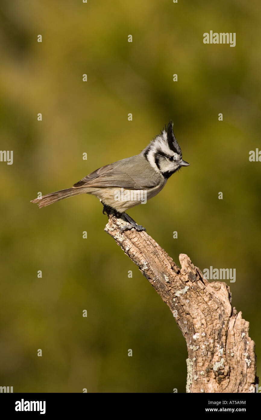 Bridled titmouse hi-res stock photography and images - Alamy