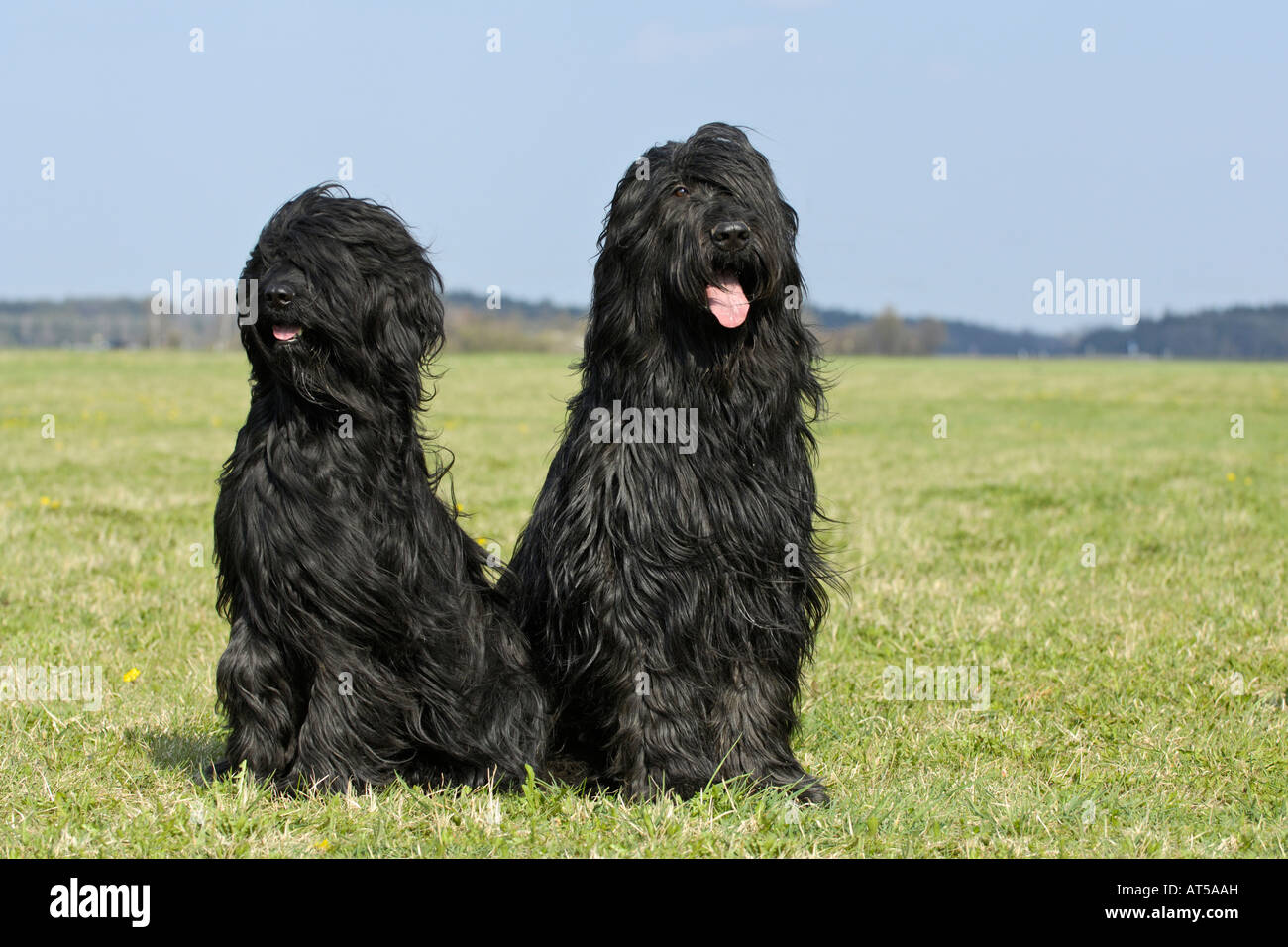 Berger de Brie dogs male and female Stock Photo - Alamy