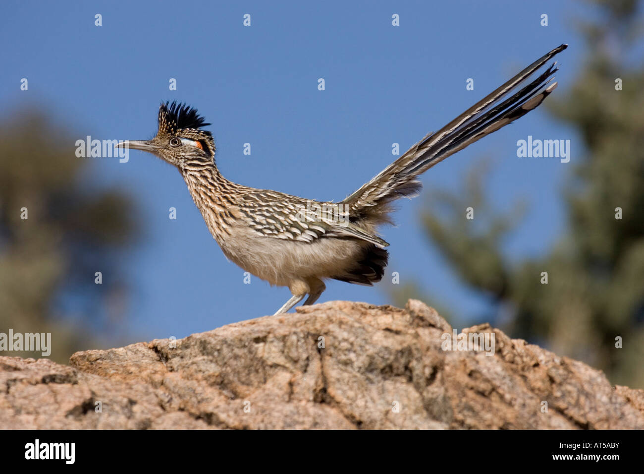 Roadrunner hi-res stock photography and images - Alamy