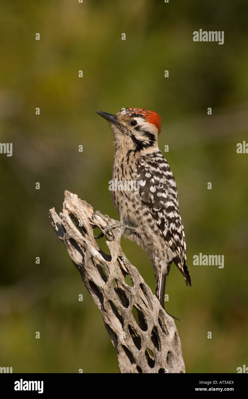 Picoides scalaris hi-res stock photography and images - Alamy