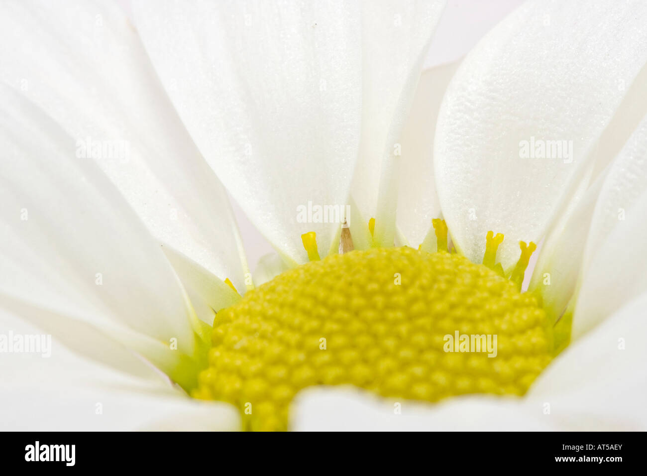 Closeup view on beautiful bloom Cut Out Stock Images & Pictures - Alamy