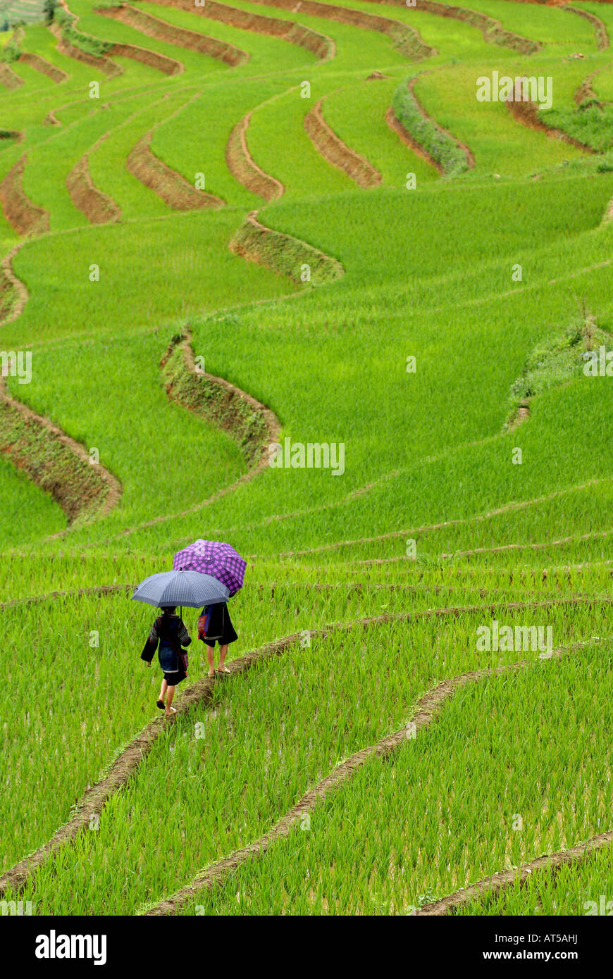 Girl walking rice terrace hi-res stock photography and images - Alamy