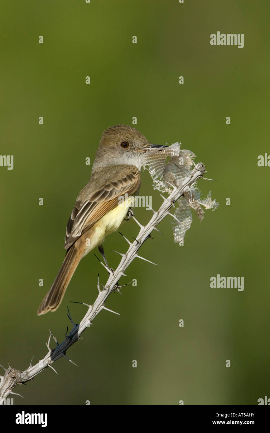 Dusky-capped Flycatcher, Myiarchus tuberculifer, with shed snakeskin ...