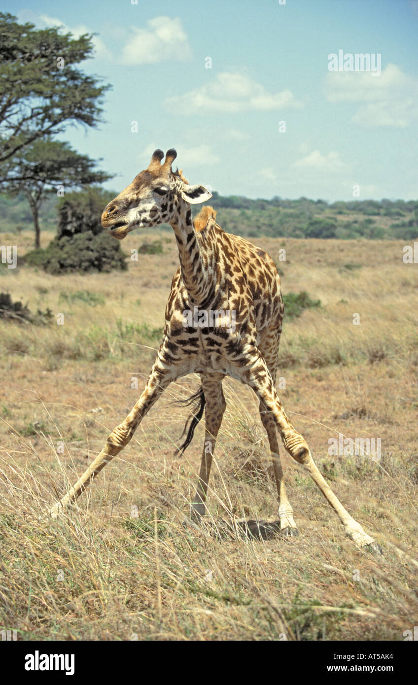Masai giraffe drinking water hi-res stock photography and images - Alamy