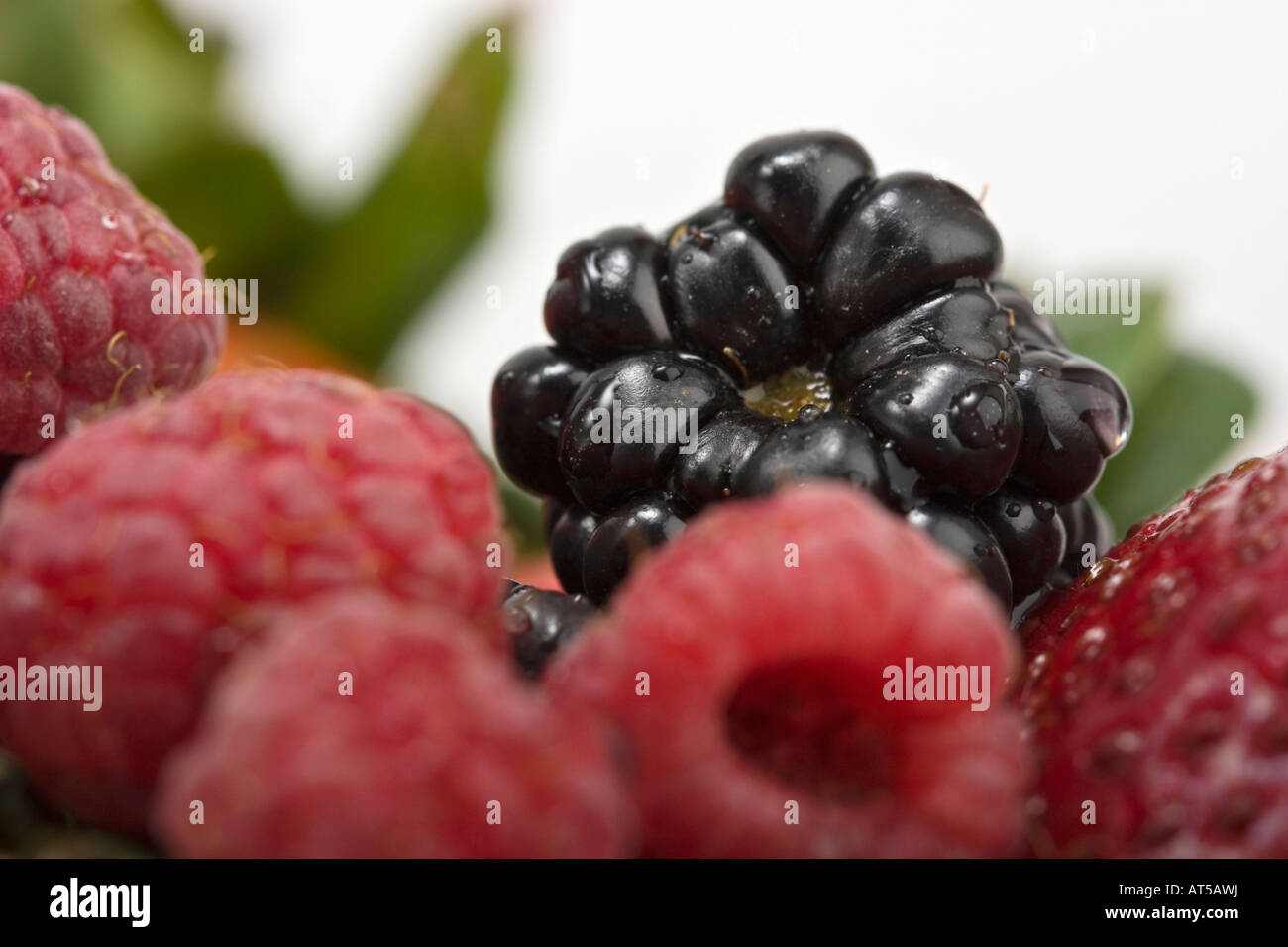 Closeup of ripe organic Blackberry fruits photo studio shots nobody ...