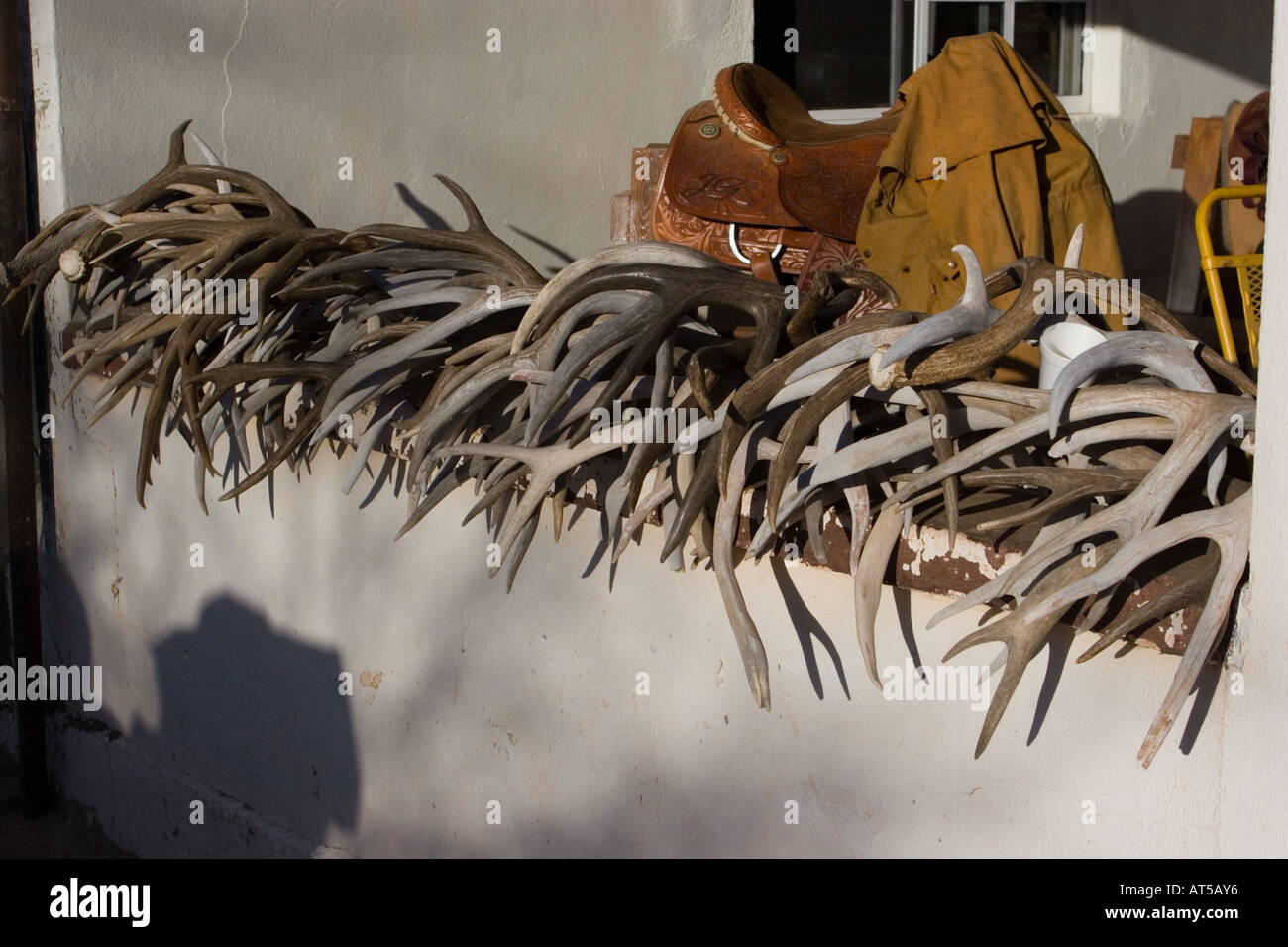 shed antler collection Stock Photo - Alamy