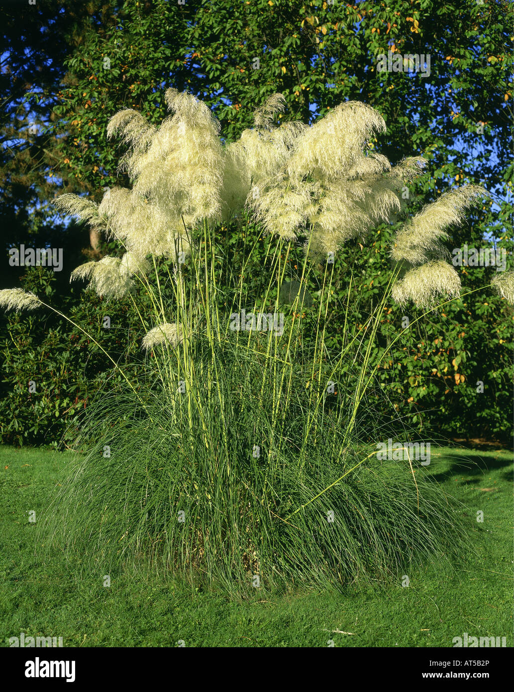 botany, Cortaderia, "Pampas Grass" (Cortaderia selloana), bush ...