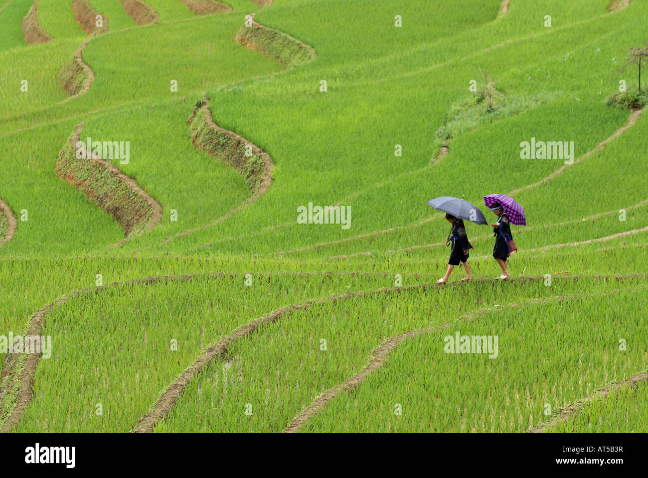 Two Black Hmong minority girls walking through a rice field, Sapa ...