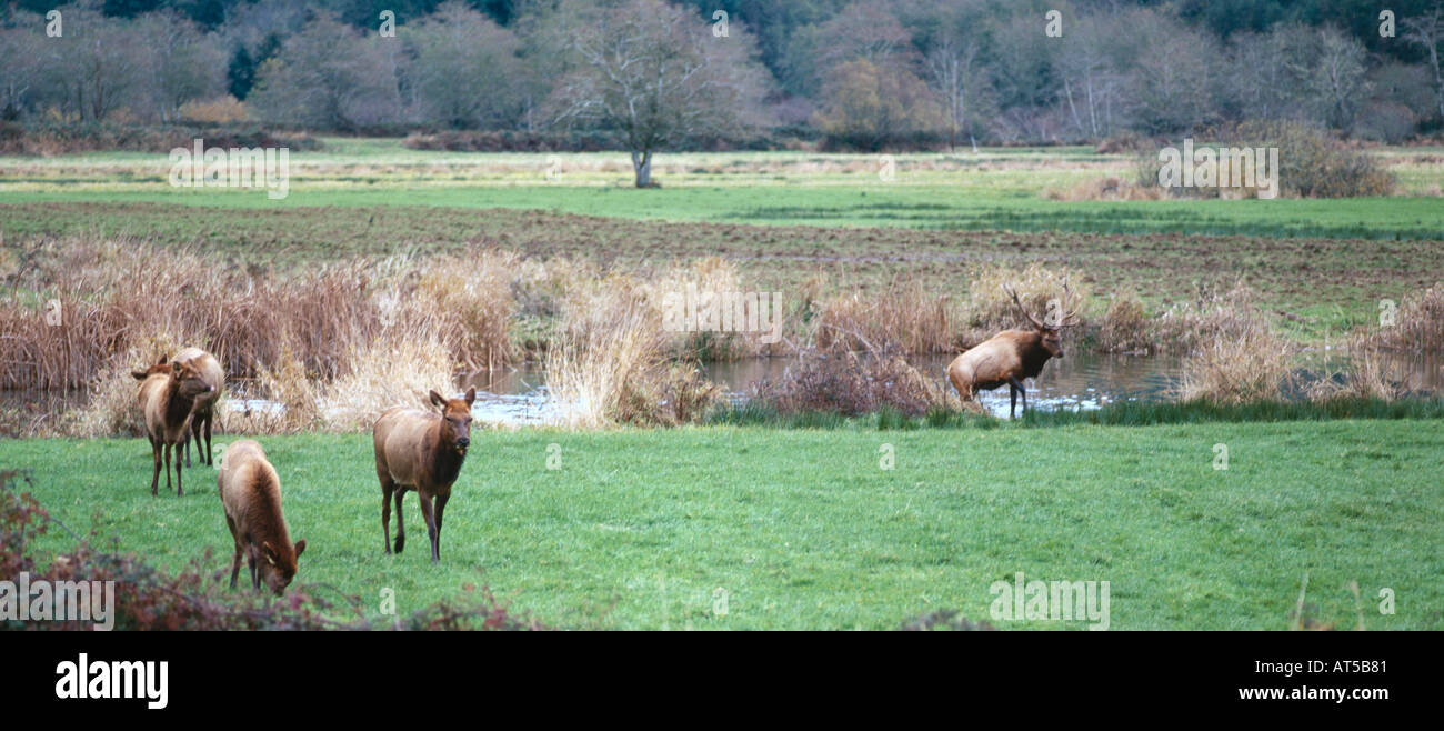 Elk Oregon USA Stock Photo - Alamy