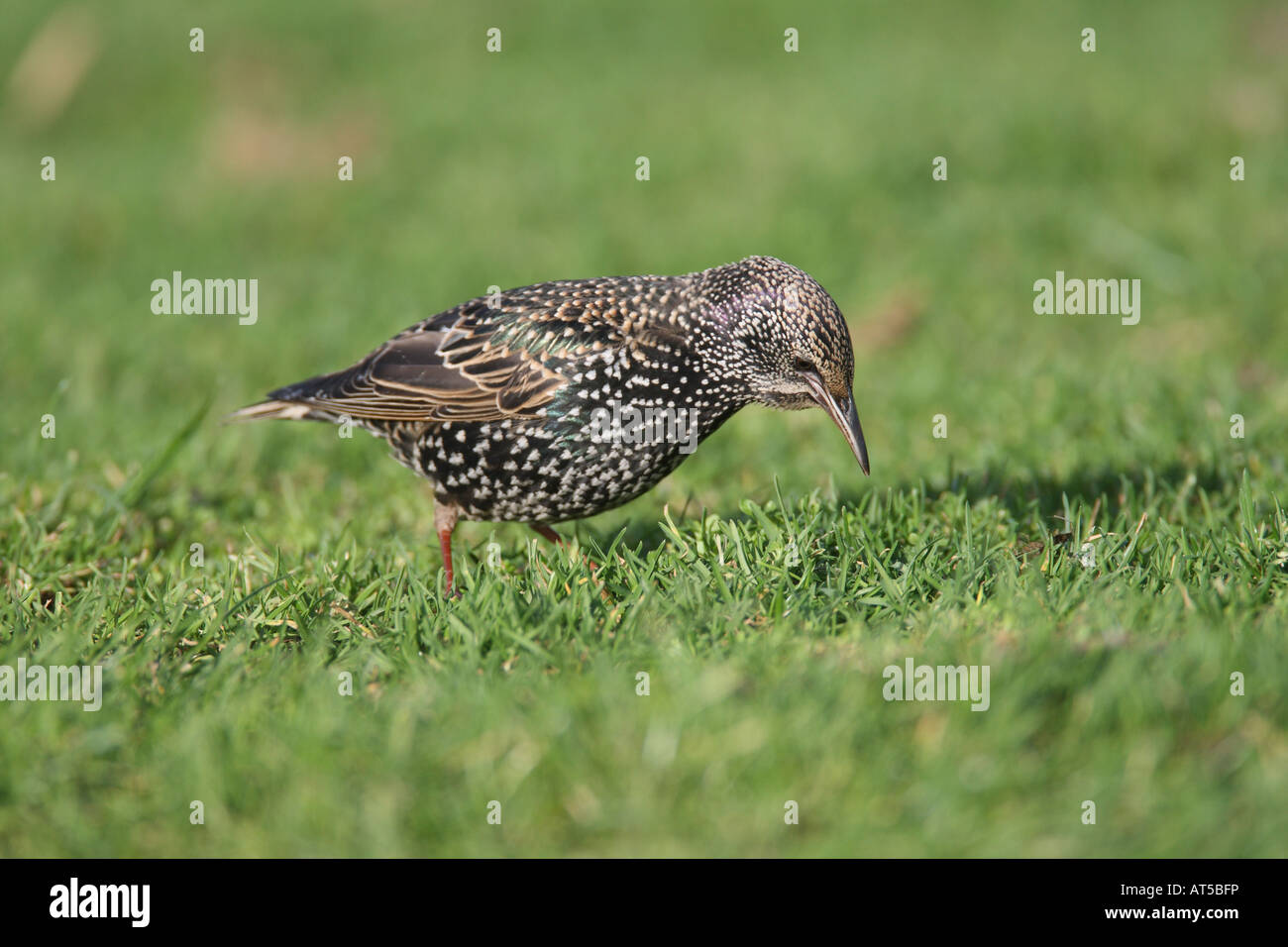 STARLING STERNUS VULGARIS HUNTING FOR GRUBS ON LAWN Stock Photo - Alamy