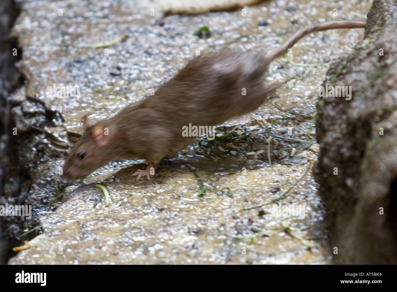 A rat running - India Stock Photo - Alamy