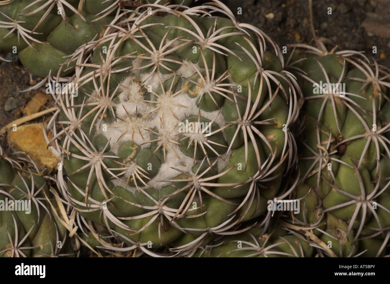 A spherical cactus with large tubercles. Coryphantha sp Stock Photo - Alamy