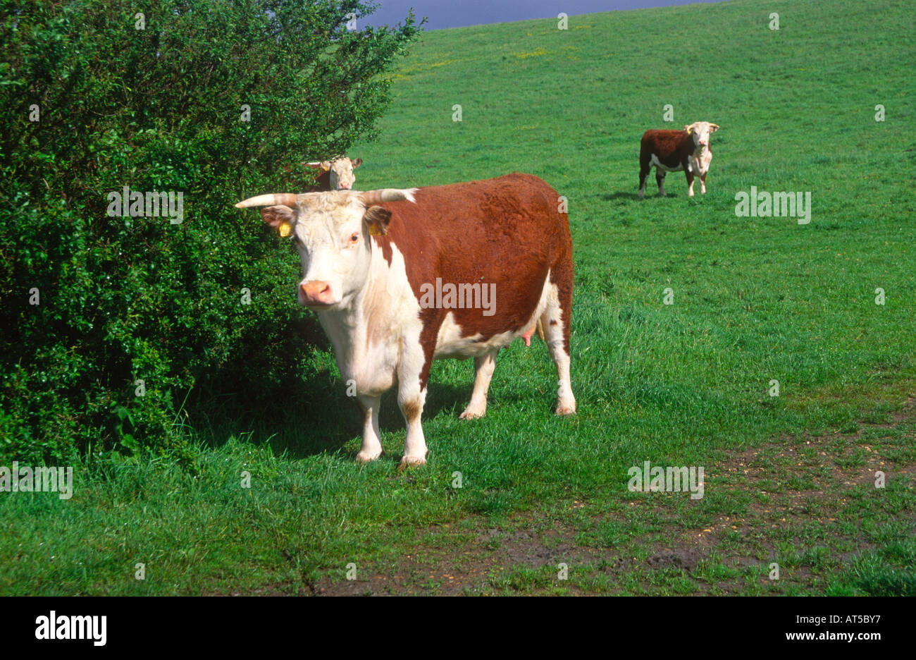Hereford cow in field Burrow Hill, Butley, Suffolk, England Stock Photo ...