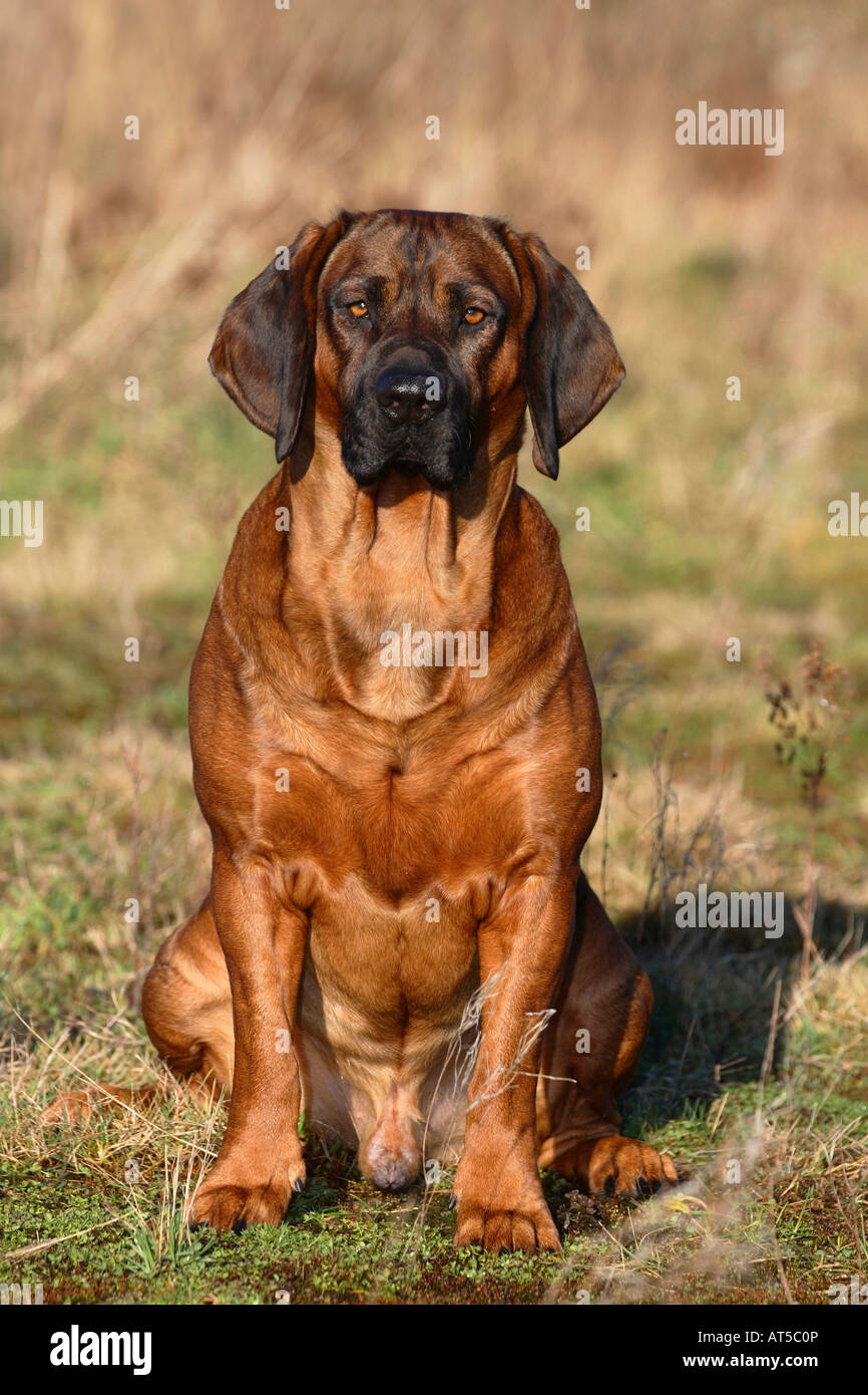 Hanoverian Scenthound