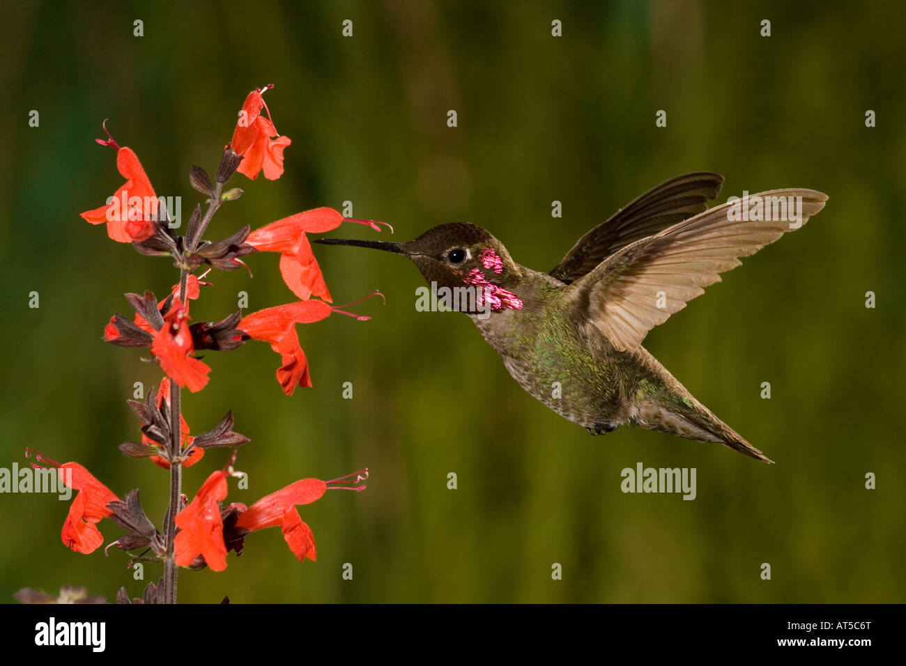 Anna's Hummingbird male, Calypte anna, feeding at salvia flowers ...