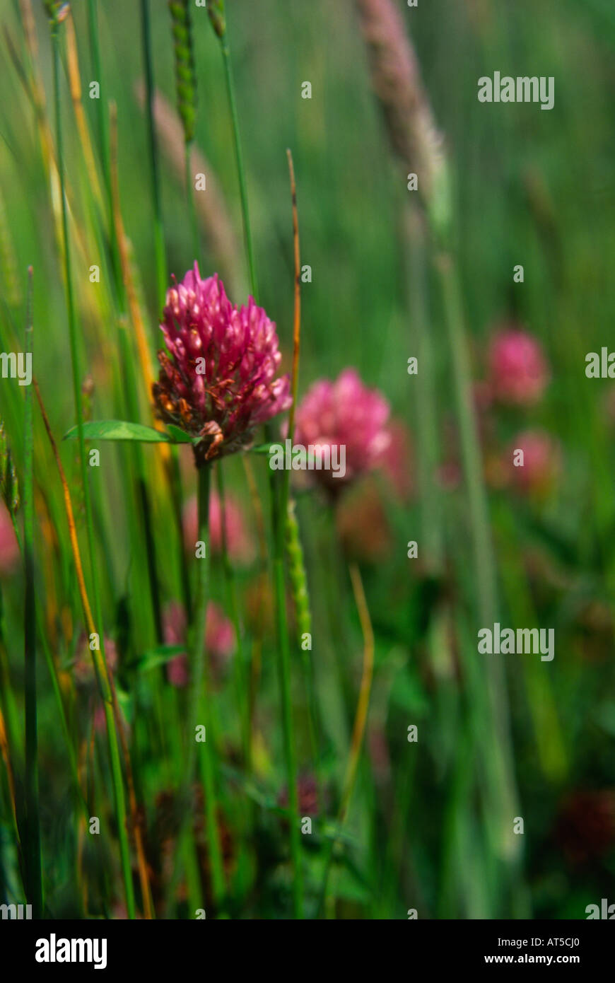 Red clover in grass hi-res stock photography and images - Alamy