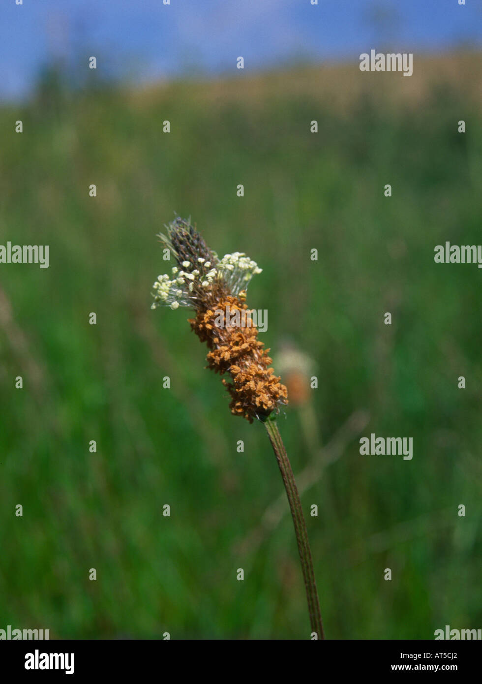 English Plantain Plantago lanceolata or Ribwort Stock Photo - Alamy
