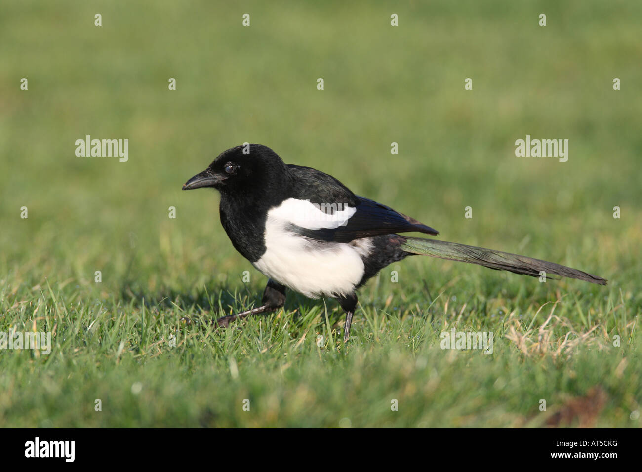 MAGPIE PICA PICA WALKING ACROSS LAWN SIDE VIEW Stock Photo - Alamy