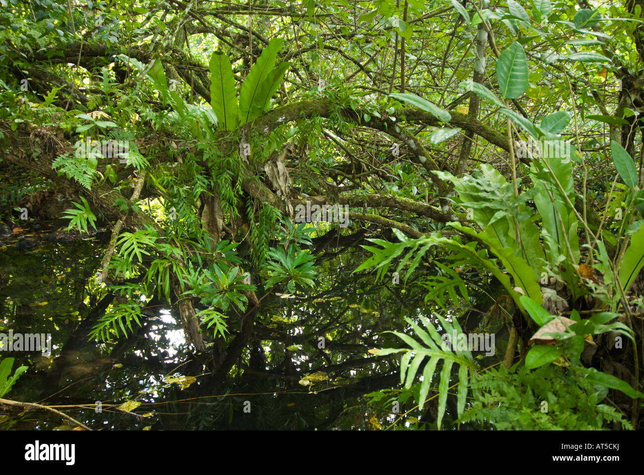 wetlands mangroves trail Samoa Upolu south coast near SAANAPU Saanapu ...