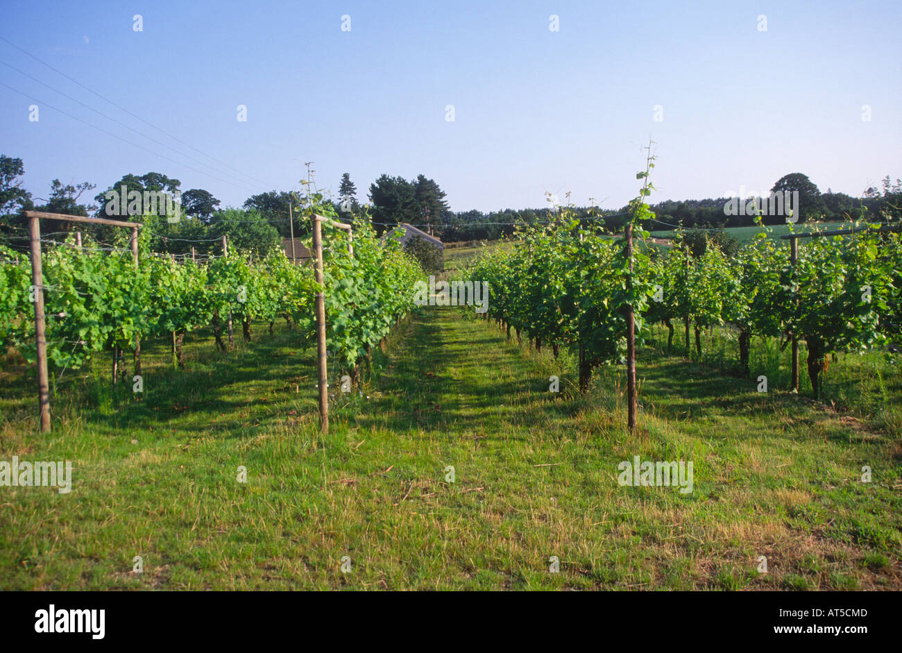 Bacchus grape hi-res stock photography and images - Alamy