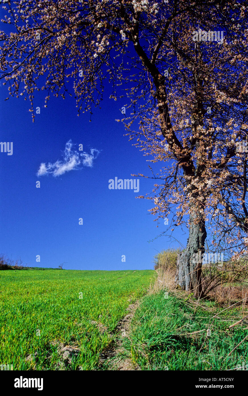 Cherry tree in spring Stock Photo - Alamy