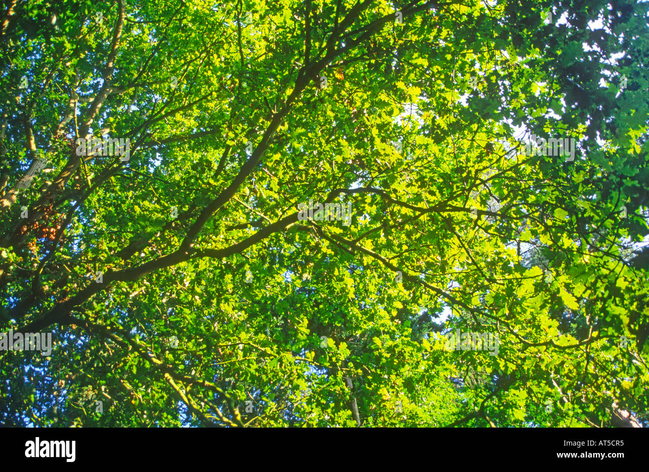 Suggestive trees hi-res stock photography and images - Alamy