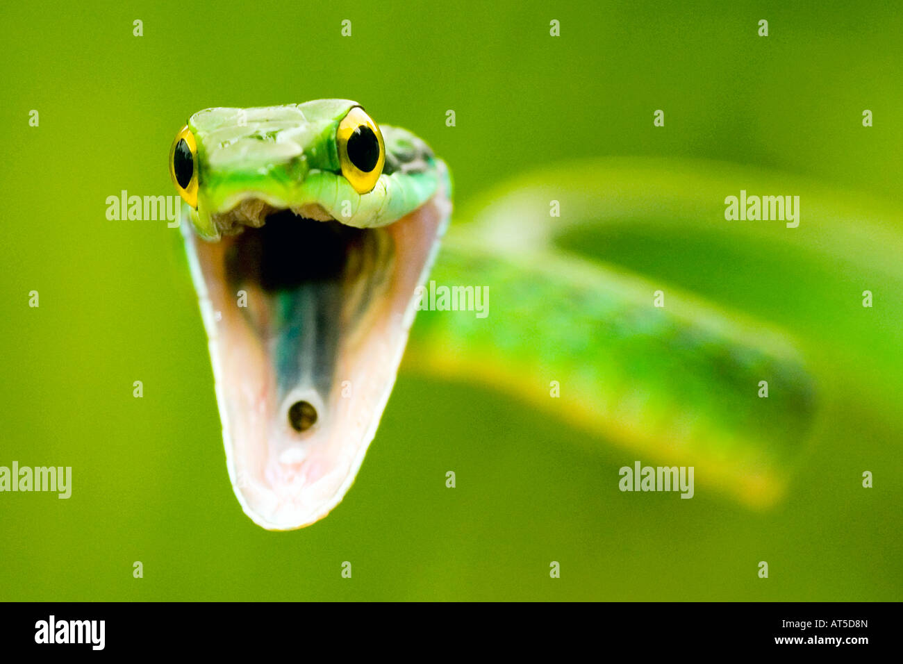 Giant Green Parrot snake ( Leptophis ahaetulla ) , Panama Stock Photo ...