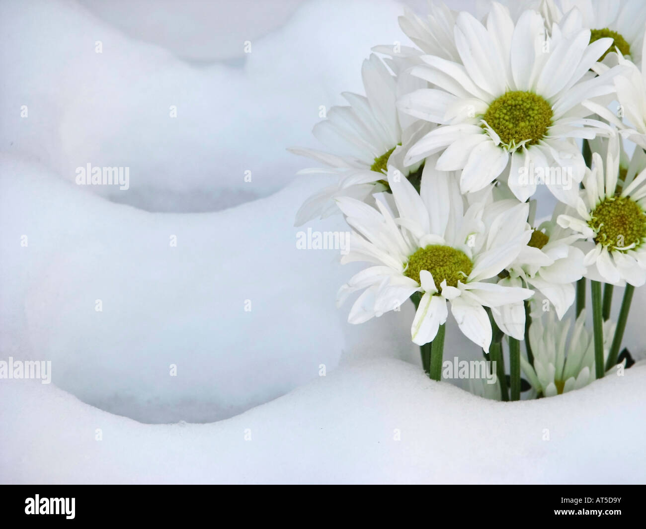 White Daisies flowers overhead top view nobody horizontal on white ...