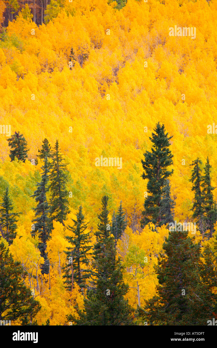 San Isabel National Forest, Colorado Stock Photo - Alamy
