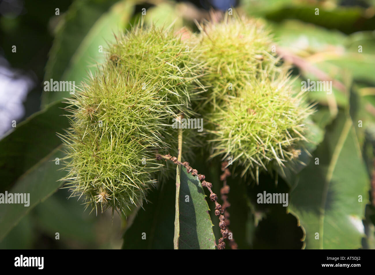 Sweet chestnut tree seeds Stock Photo - Alamy