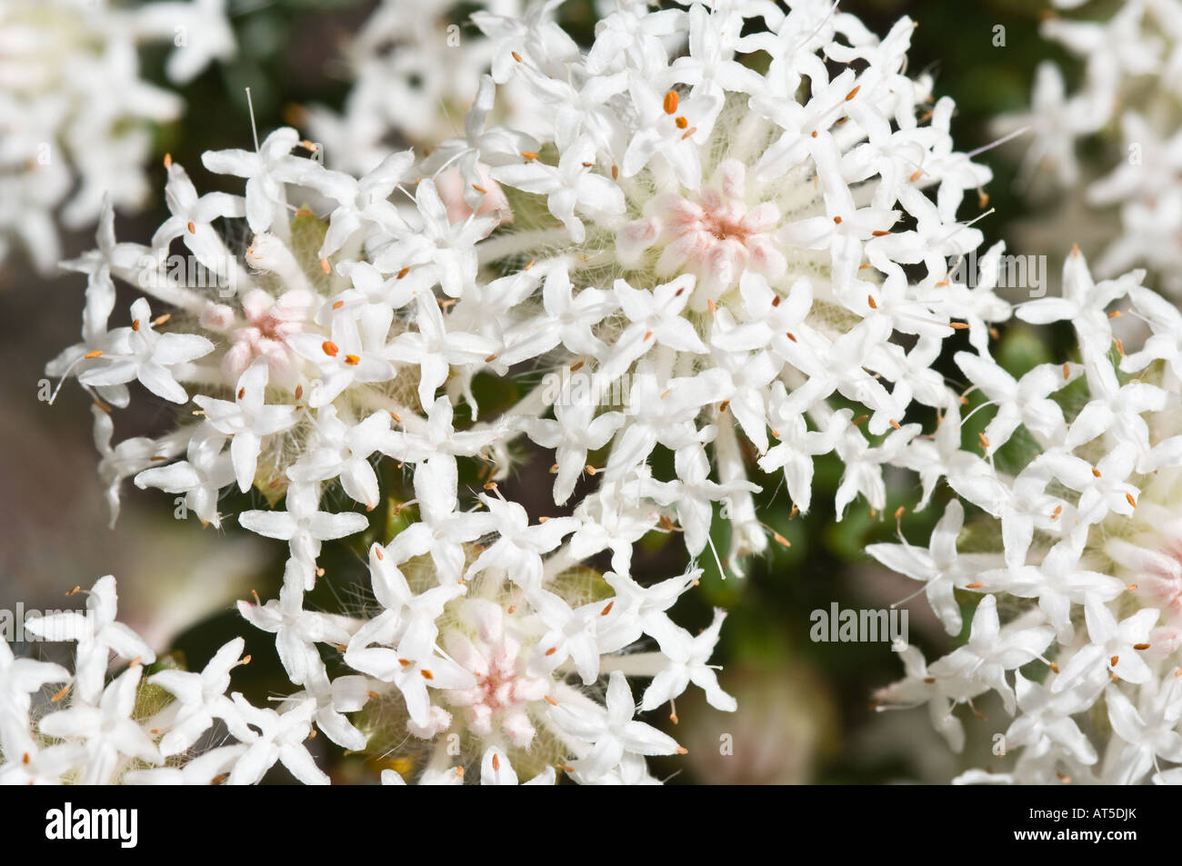 Bunjong pimelea spectabilis hi-res stock photography and images - Alamy