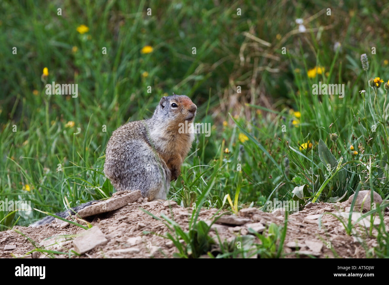 Columbian Ground Squirrel Spermophilus columbianus adult standing alert ...