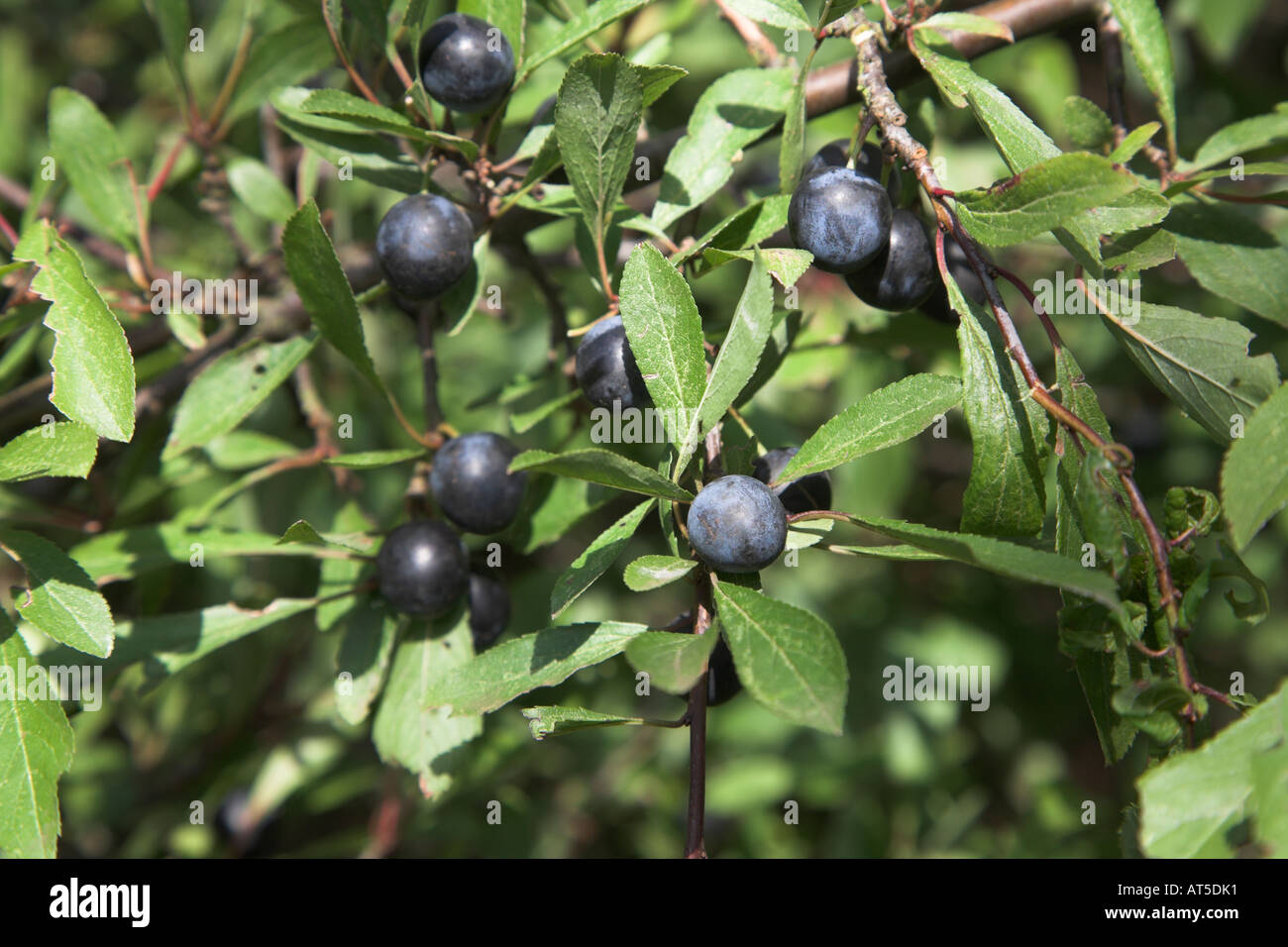 Sloe berries and green leaves of blackthorn tree Stock Photo - Alamy