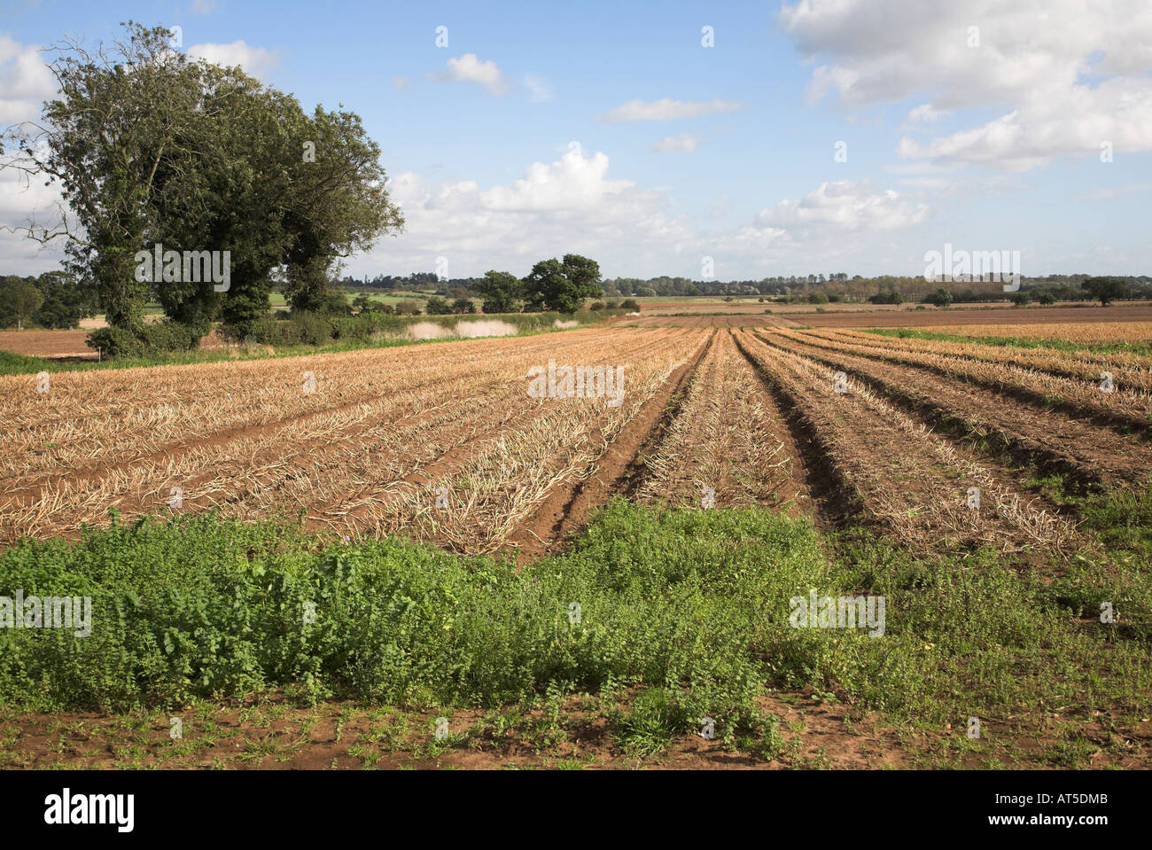 East anglian countryside hi-res stock photography and images - Alamy